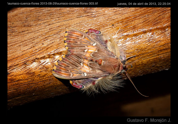 Polilla peluda / Walker's moth | Project Noah