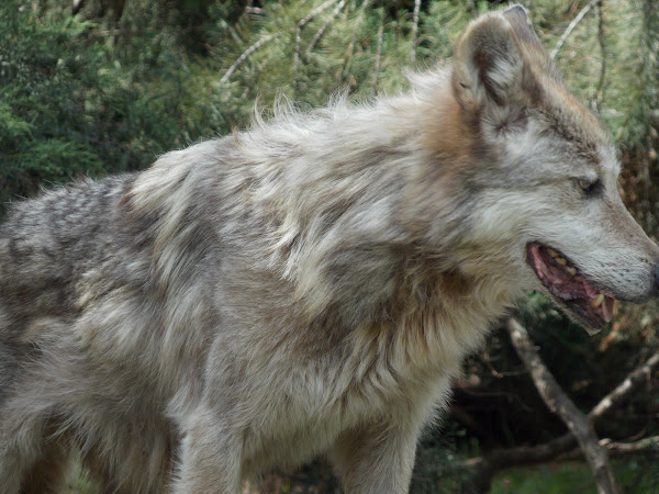 Lobo Mexicano | Project Noah