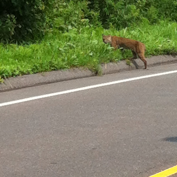 Bobcat | Project Noah