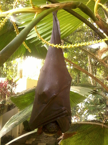 Golden Crowned Flying Fox | Project Noah