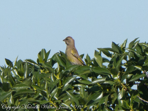 Greenfinch; Verderón | Project Noah