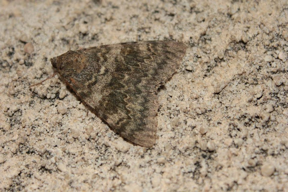 French-red-underwing | Project Noah