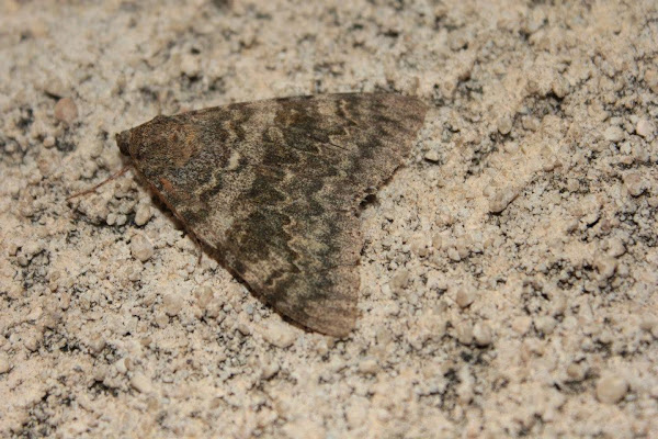 French-red-underwing | Project Noah