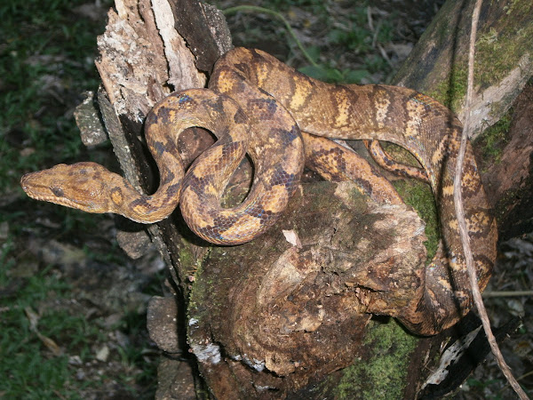 Annulated Tree Boa | Project Noah