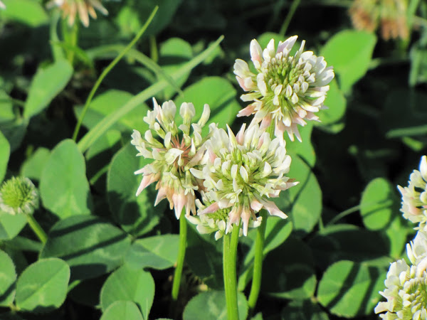 Clover | Project Noah