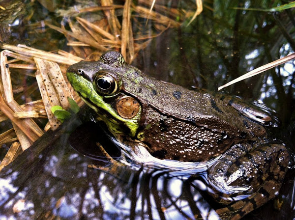 Green Frog | Project Noah