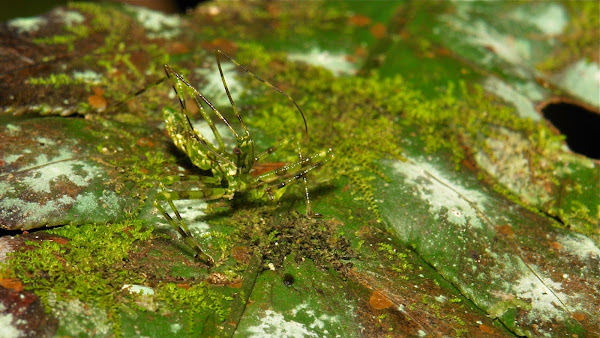 Assassin Bug Nymph | Project Noah