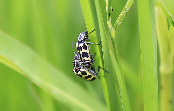Spotted Maize Beetle | Project Noah