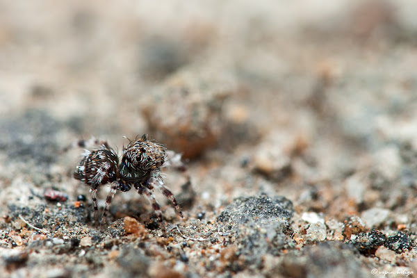 Fringed jumping spider | Project Noah