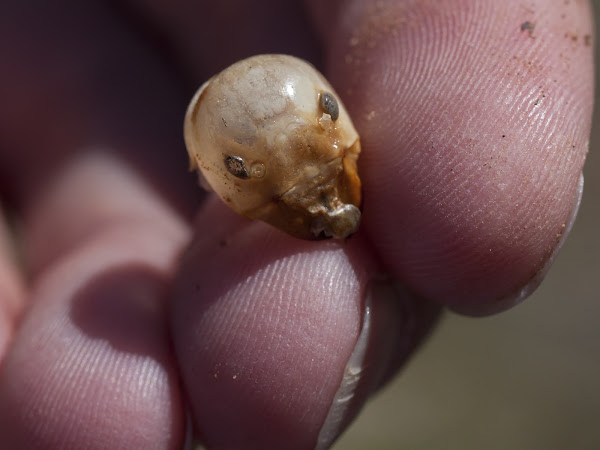 Jerusalem cricket shell | Project Noah