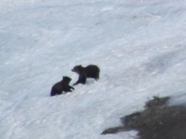 Grizzly Bear | Project Noah