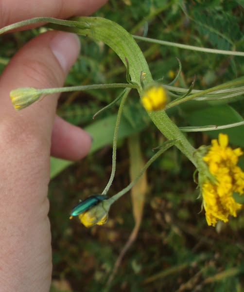 Mutant Plant | Project Noah