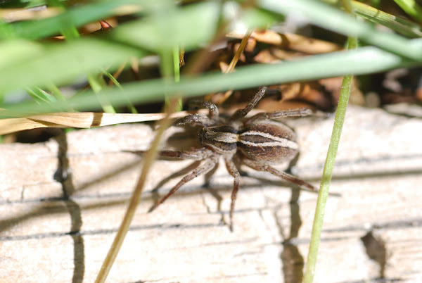 spider | Project Noah