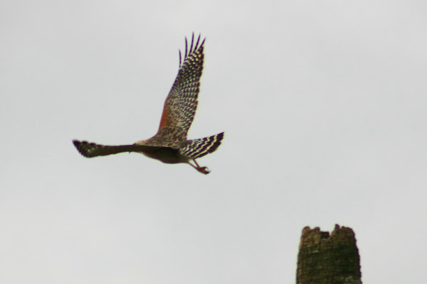 Red-shouldered Hawk | Project Noah
