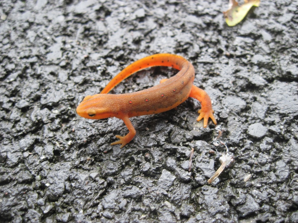 Eastern Newt | Project Noah