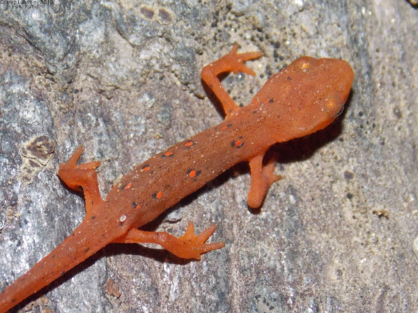 Red Eft | Project Noah