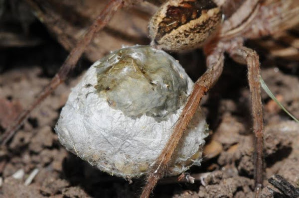 Rabid wolf spider (female with egg sac) | Project Noah
