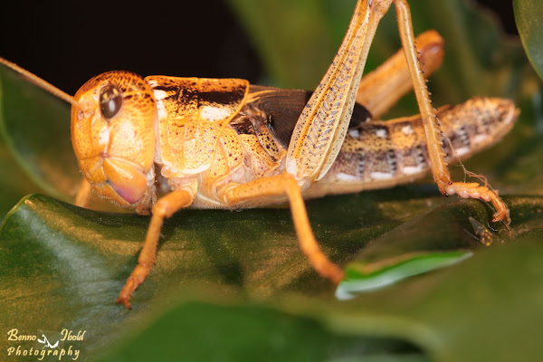Migratory locust (Nymph) | Project Noah
