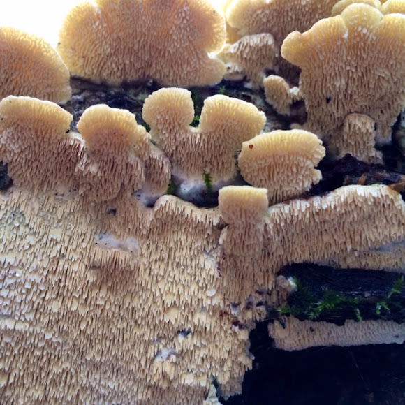 irpex lacteus | Project#N# Noah