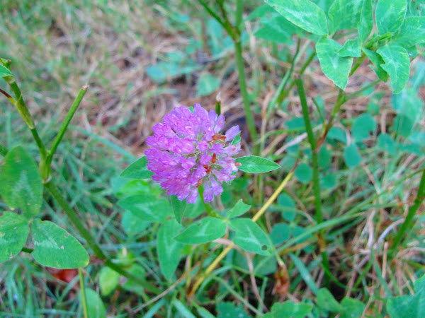 Red Clover | Project Noah
