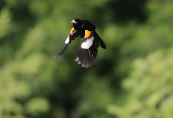 White-winged widowbird | Project Noah
