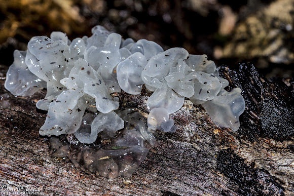 Tremella fuciformis | Project Noah