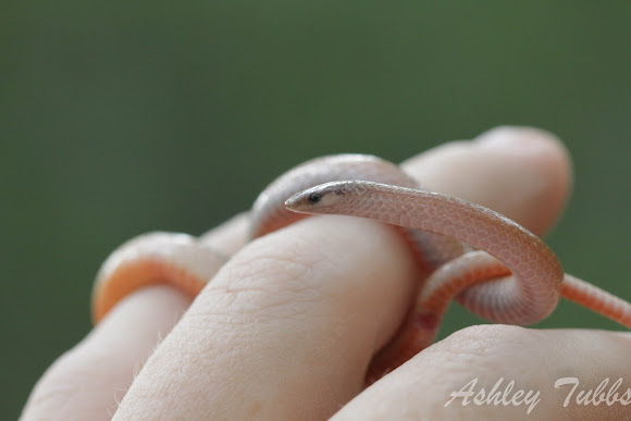 Flathead Snake | Project Noah
