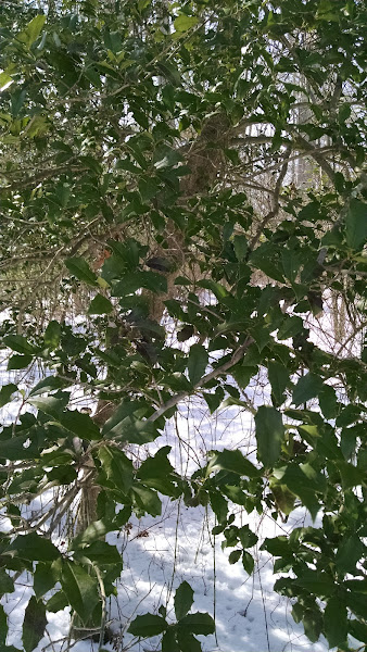 American Holly | Project Noah