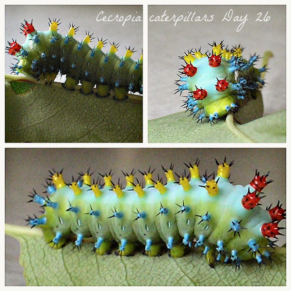 Cecropia caterpillar | Project Noah