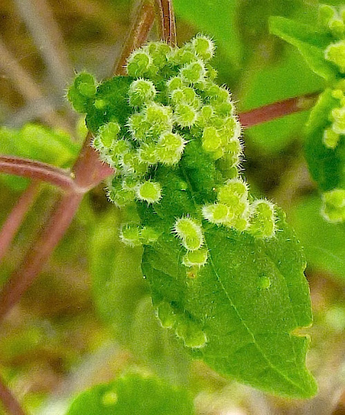 Plant Galls | Project Noah