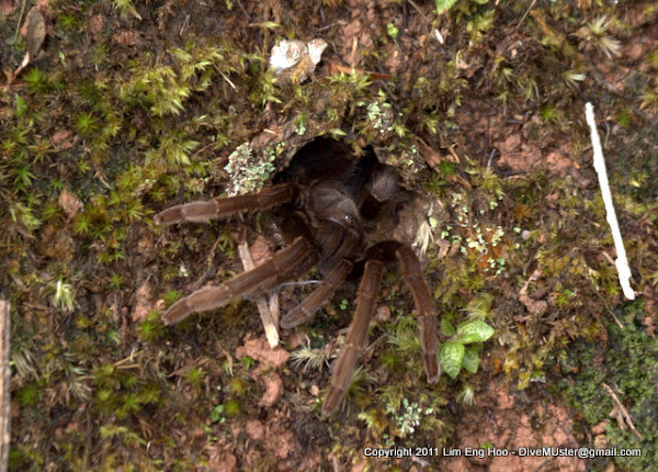 Tarantula | Project Noah