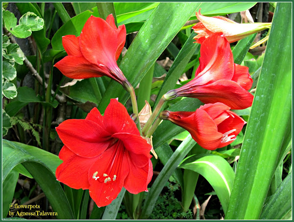 Amaryllis, Hippeastrum Cultivar | Project Noah