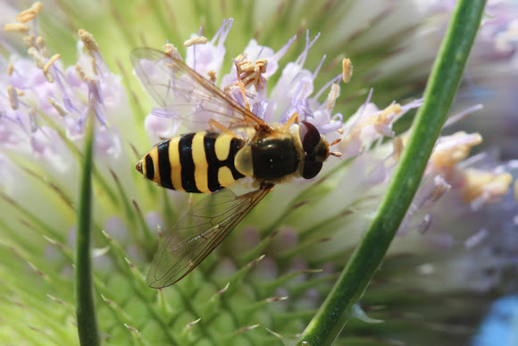 Hoverfly | Project Noah