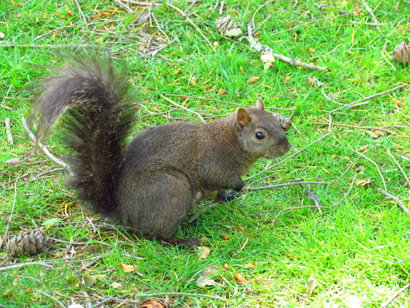 Western Gray Squirrel | Project Noah
