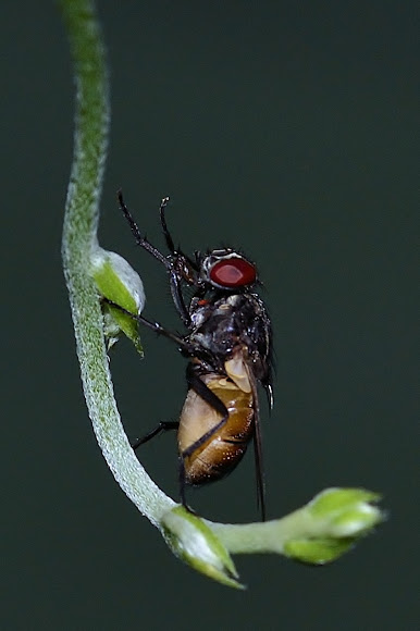 house fly | Project Noah