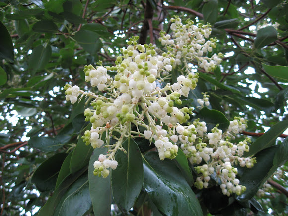 Pacific Madrone (flowers) | Project Noah