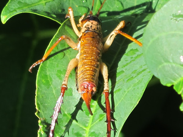 Auckland Tree Weta | Project Noah