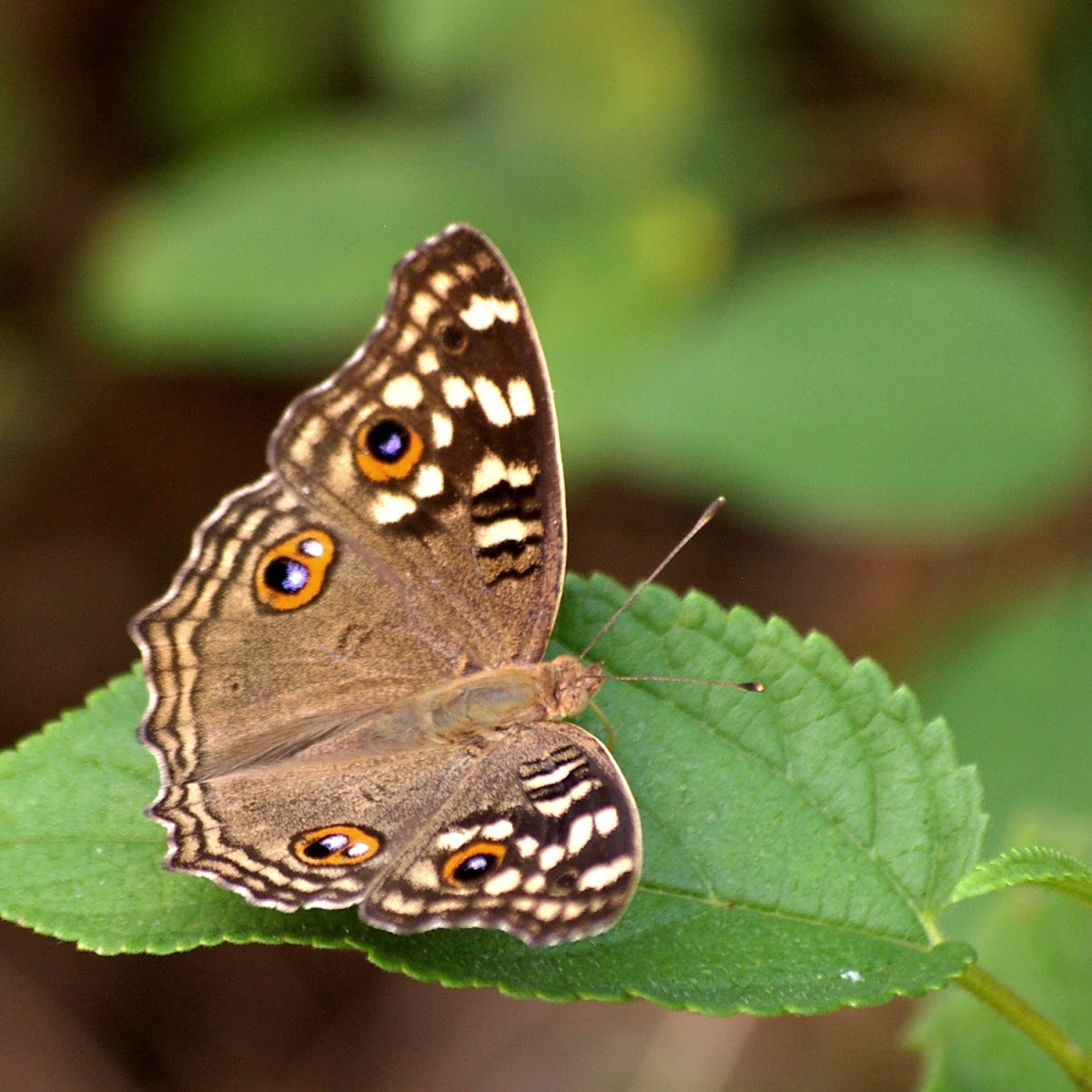 Lemon Pansy | Project Noah