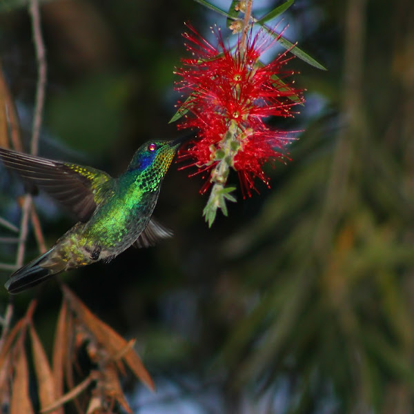 Hummingbirds of Colombia - Colibríes de Colombia | Project Noah
