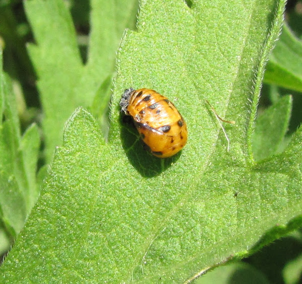 Seven-spotted ladybug pupa | Project Noah