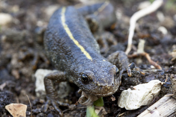 Italian crested newt Triturus carnifex | Project Noah