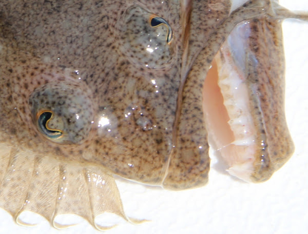 summer flounder | Project Noah