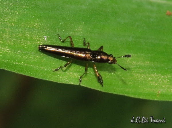 Languriid Beetle | Project Noah