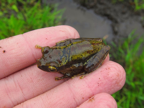Whipping Frog | Project Noah