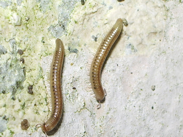 Milipide | Project Noah