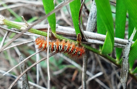Echo Moth | Project Noah