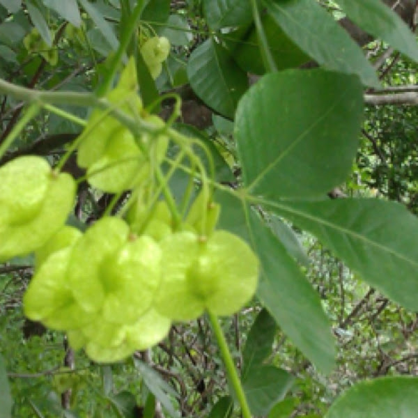 Hop tree. Wafer ash | Project Noah