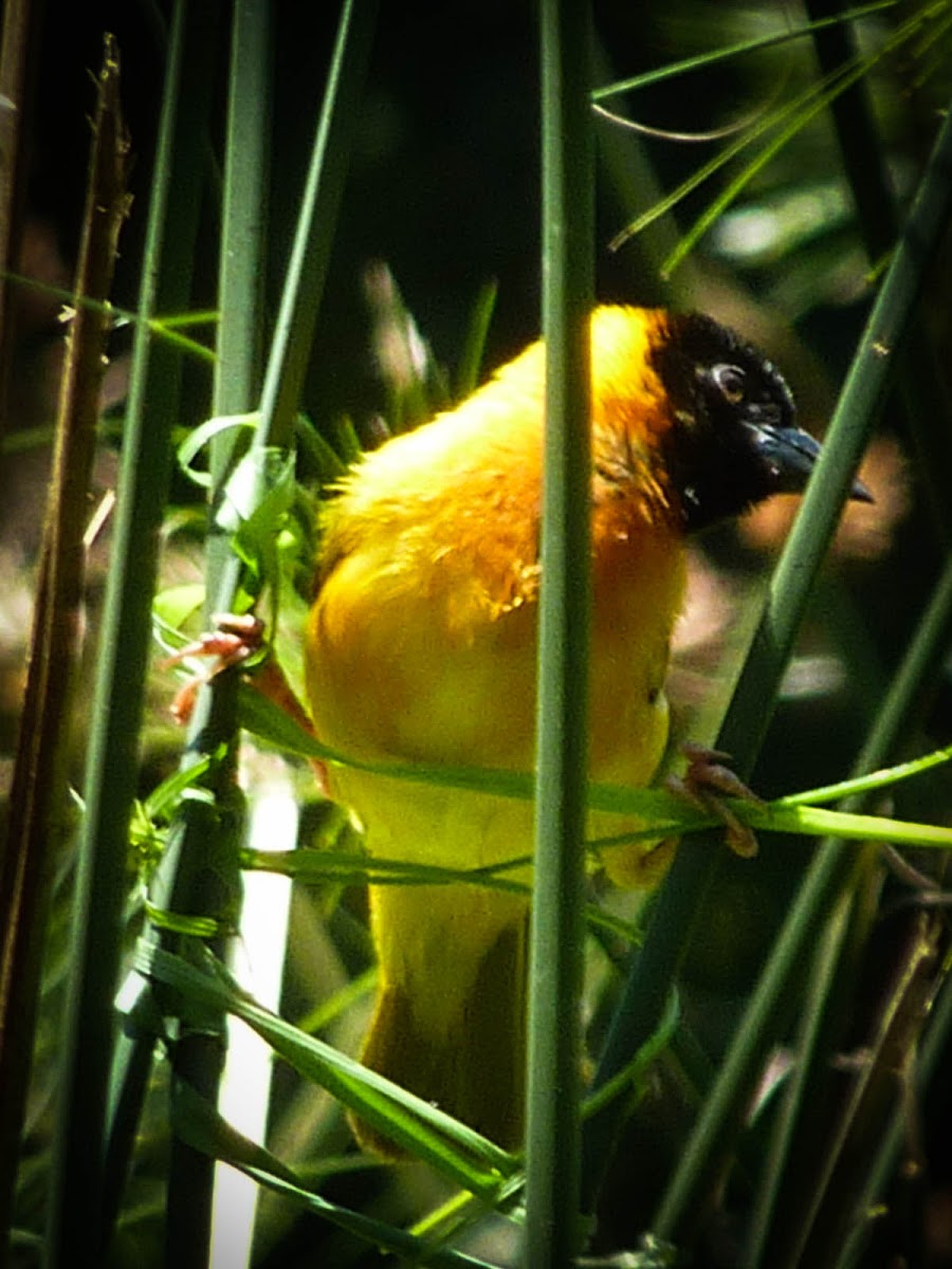 Lesser Masked Weaver (male) | Project Noah