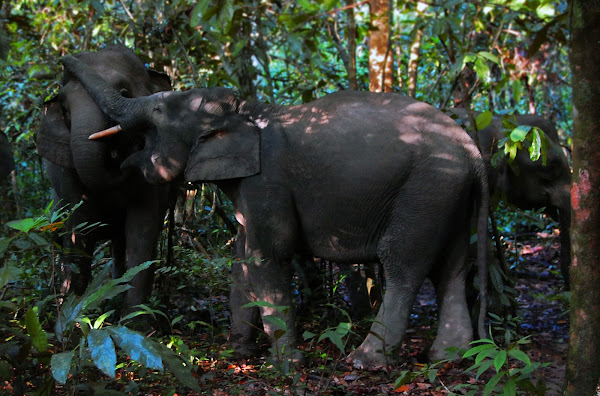 Borneo Pygmy Forest Elephant | Project Noah