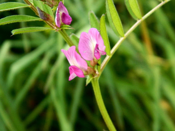 Narrow-leaved vetch | Project Noah